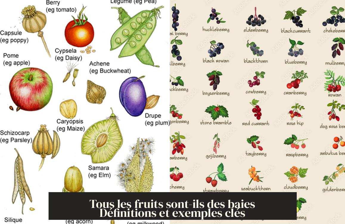 Tous les fruits sont-ils des baies ? Définitions et exemples clés ...