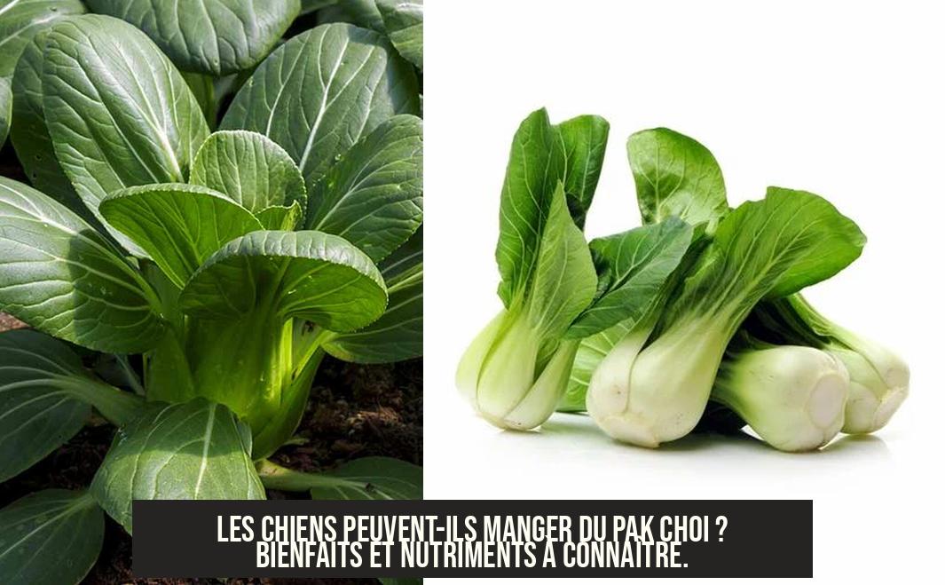 Les chiens peuvent-ils manger du pak choi ? Bienfaits et nutriments à ...