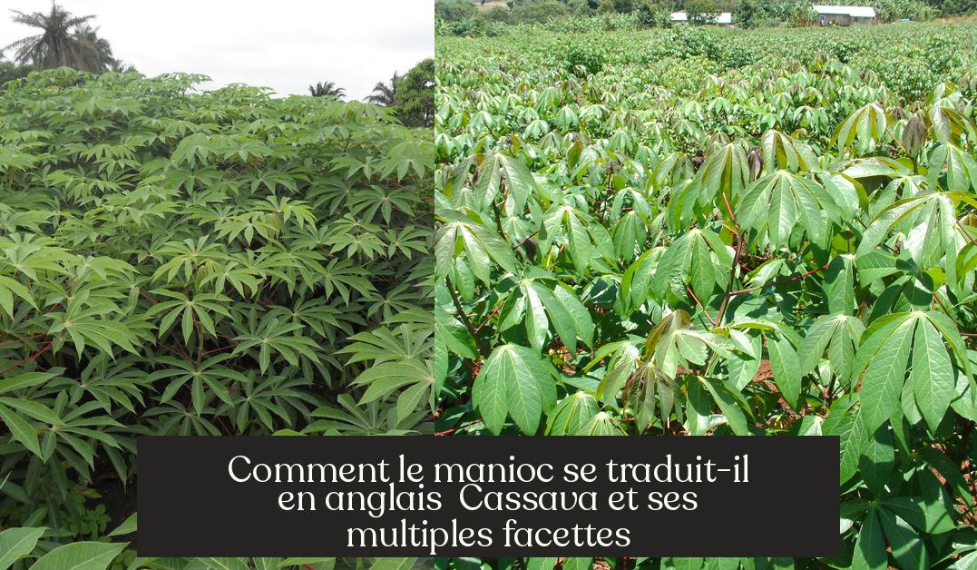 Comment le manioc se traduit-il en anglais ? Cassava et ses multiples ...