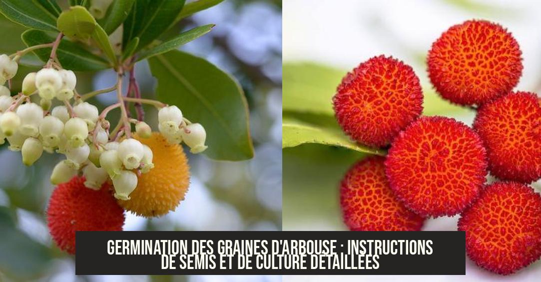 Germination des graines d'arbouse : Instructions de semis et de culture ...