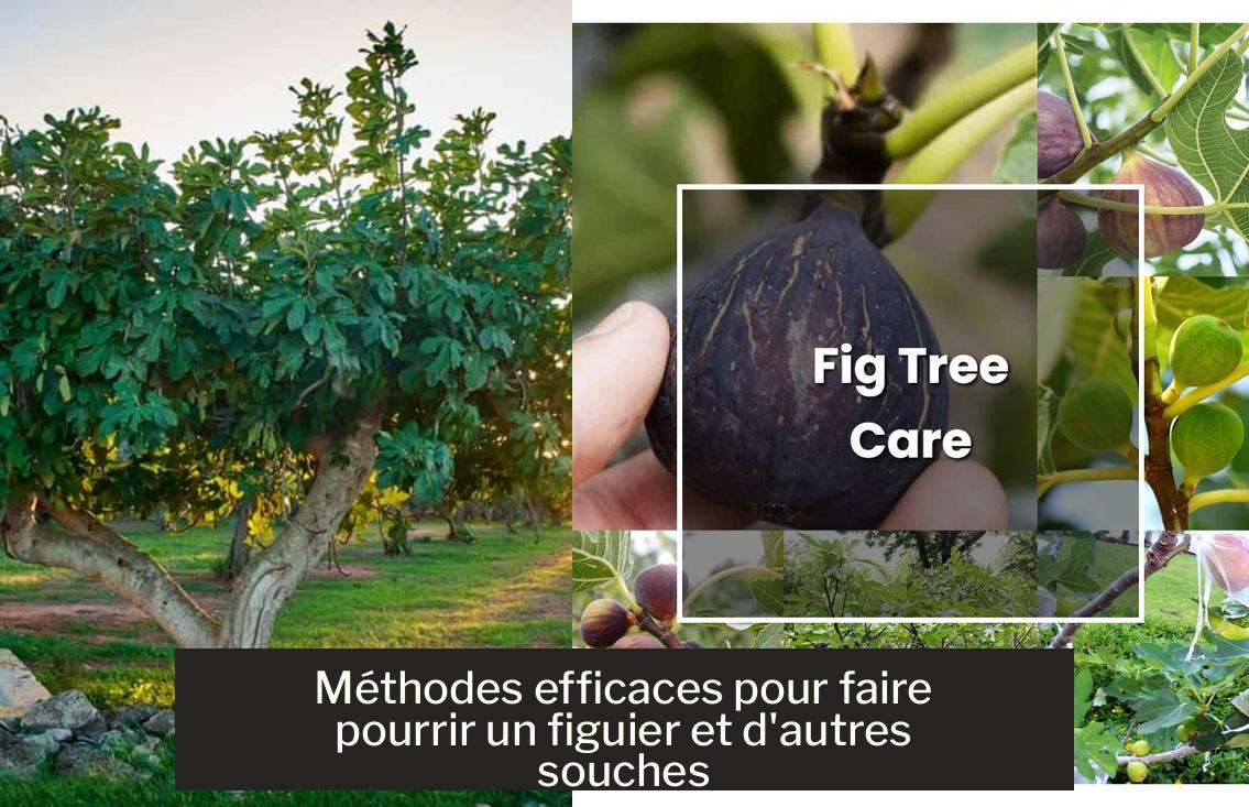 Méthodes efficaces pour faire pourrir un figuier et d'autres souches ...