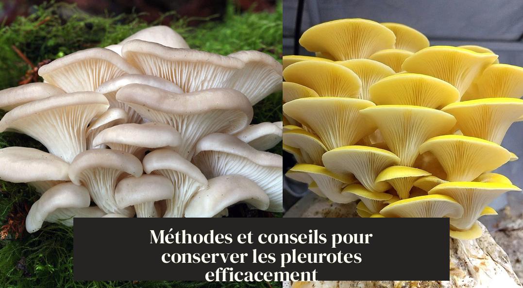 Méthodes et conseils pour conserver les pleurotes efficacement | Carrée ...