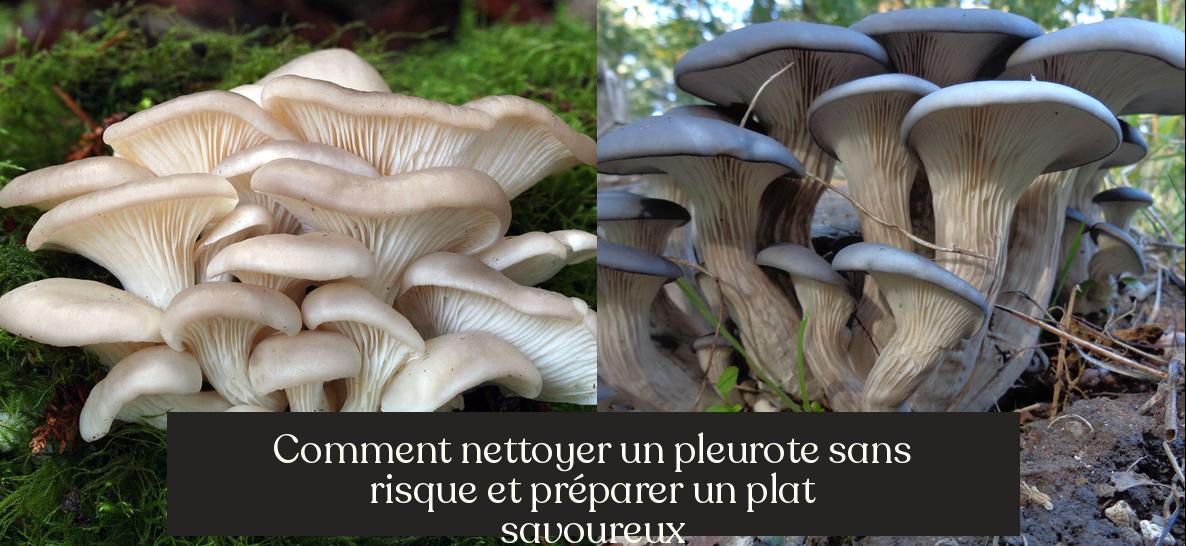 Comment nettoyer un pleurote sans risque et préparer un plat savoureux ...