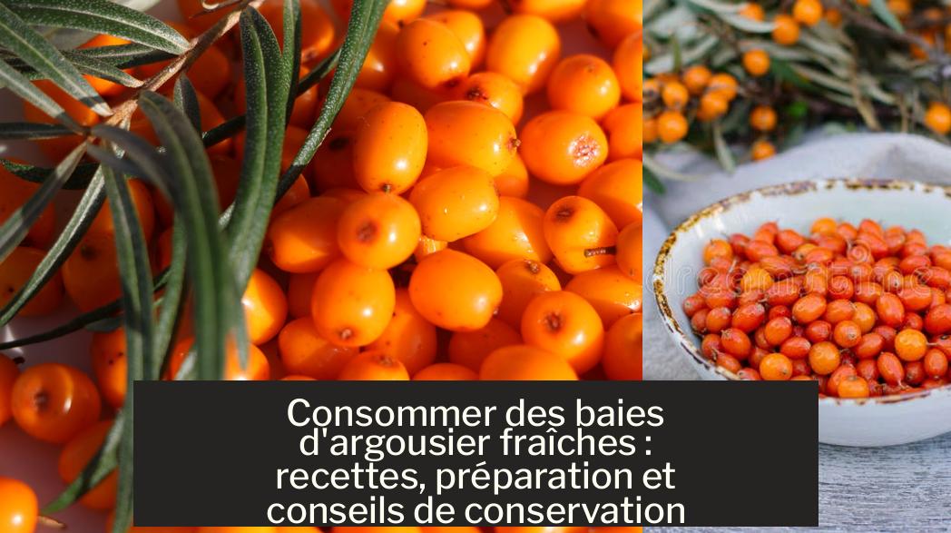 Consommer des baies d'argousier fraîches : recettes, préparation et ...