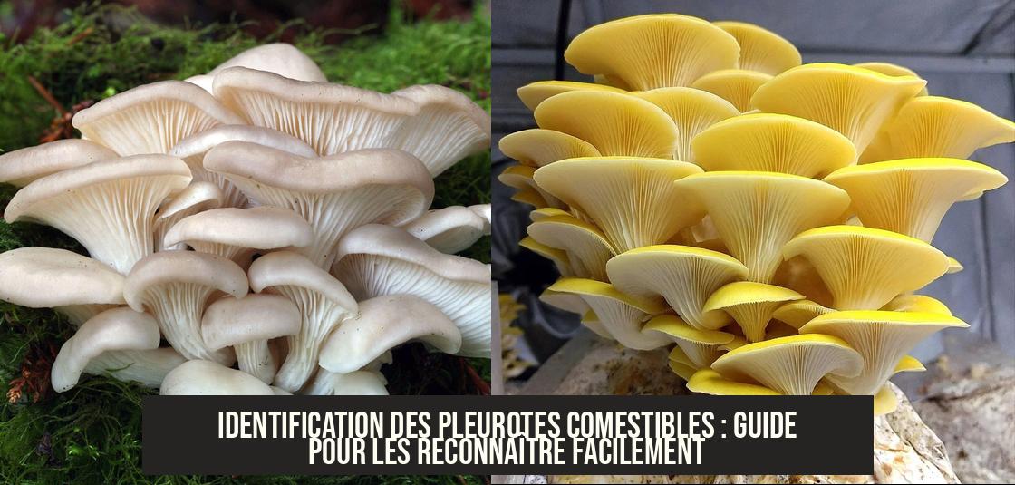 Identification des pleurotes comestibles : Guide pour les reconnaître ...