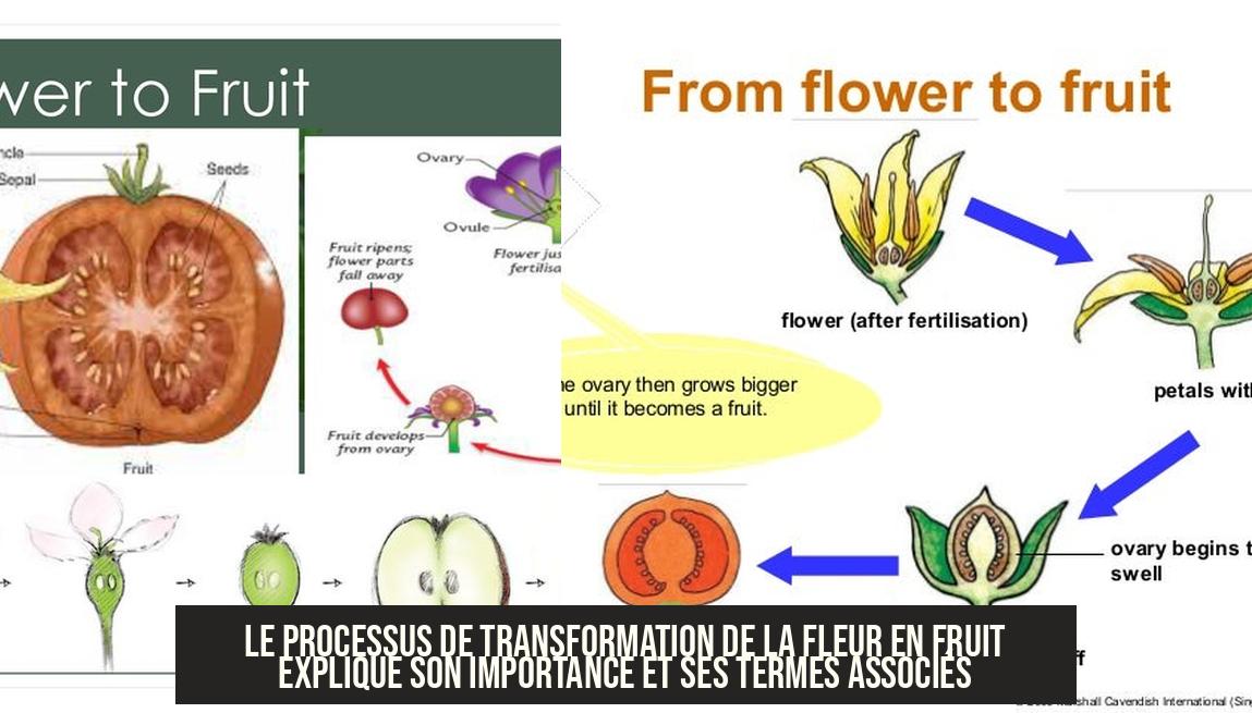 Le processus de transformation de la fleur en fruit explique son ...