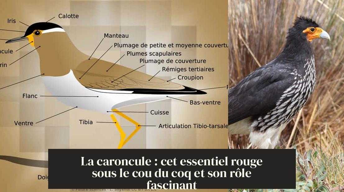 La caroncule : cet essentiel rouge sous le cou du coq et son rôle ...