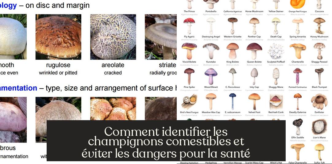 Comment identifier les champignons comestibles et éviter les dangers ...