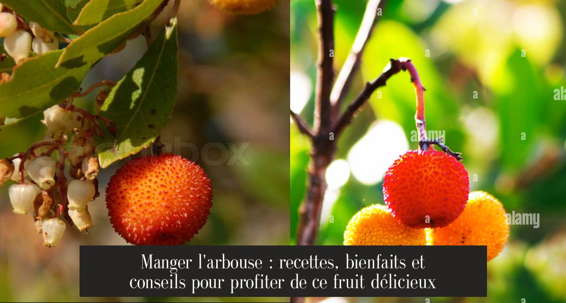Manger l'arbouse : recettes, bienfaits et conseils pour profiter de ce ...