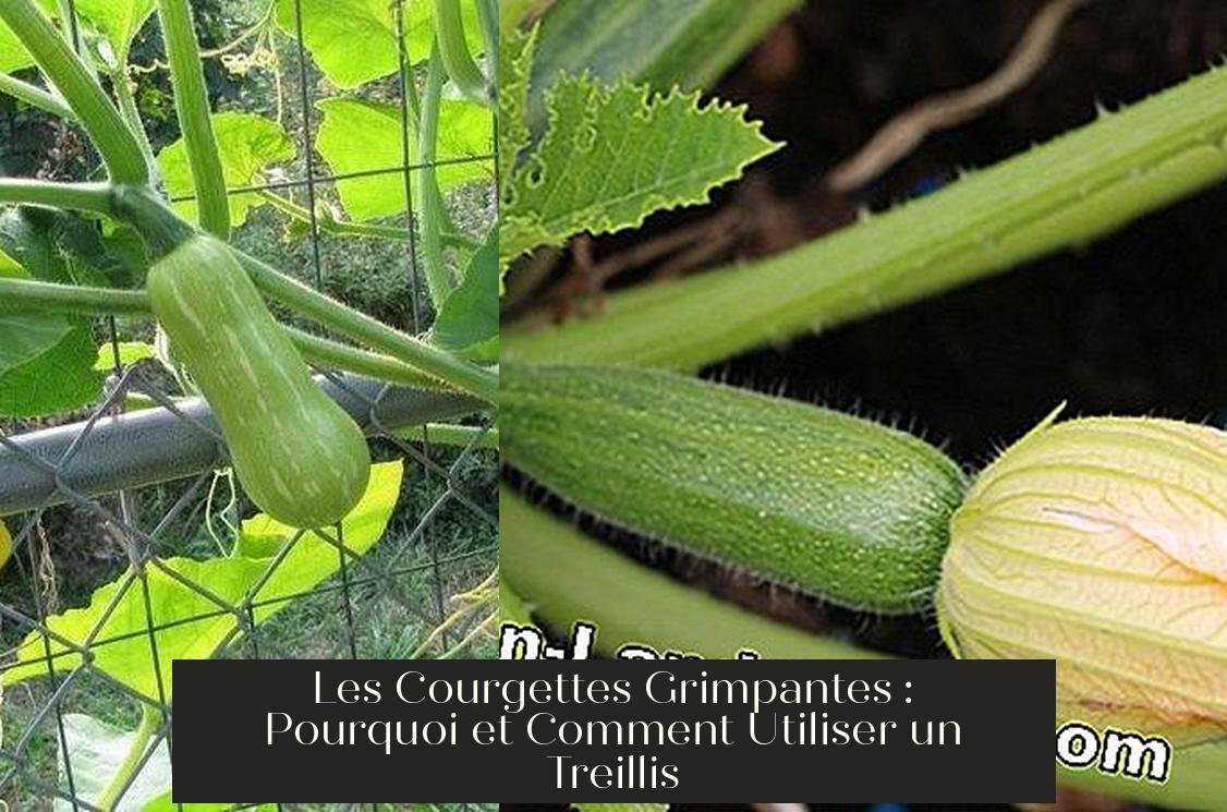 Les Courgettes Grimpantes : Pourquoi et Comment Utiliser un Treillis ...
