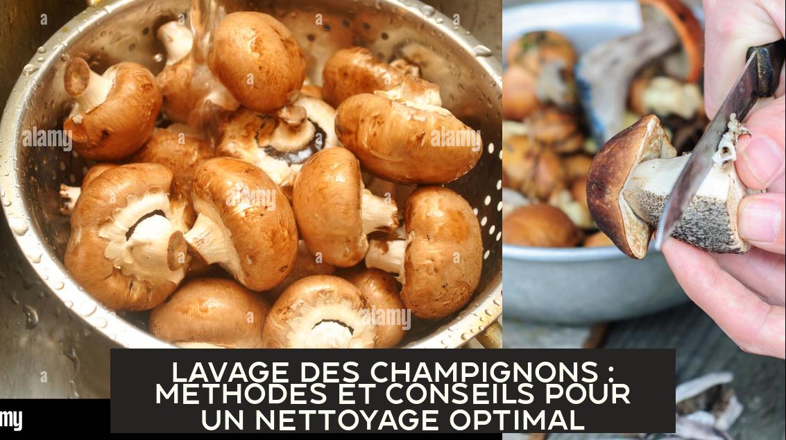 Lavage des champignons : Méthodes et conseils pour un nettoyage optimal ...