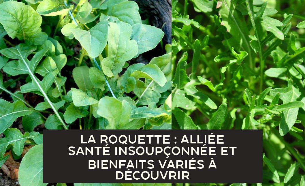 La roquette : alliée santé insoupçonnée et bienfaits variés à découvrir ...