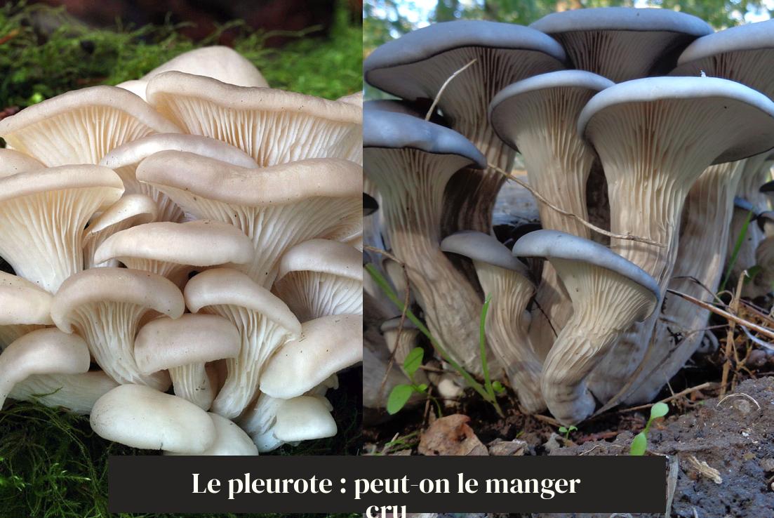 Le pleurote : peut-on le manger cru ? | Carrée | Recettes du Monde ...