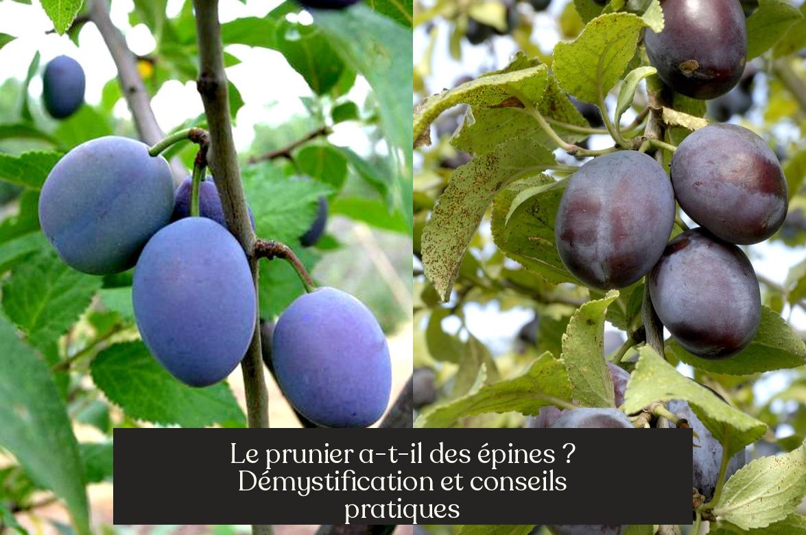 Le prunier a-t-il des épines ? Démystification et conseils pratiques ...