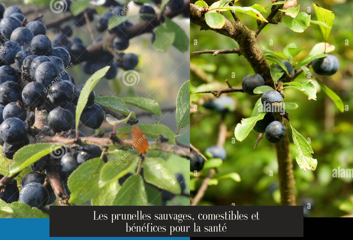 Les prunelles sauvages, comestibles et bénéfices pour la santé | Carrée ...