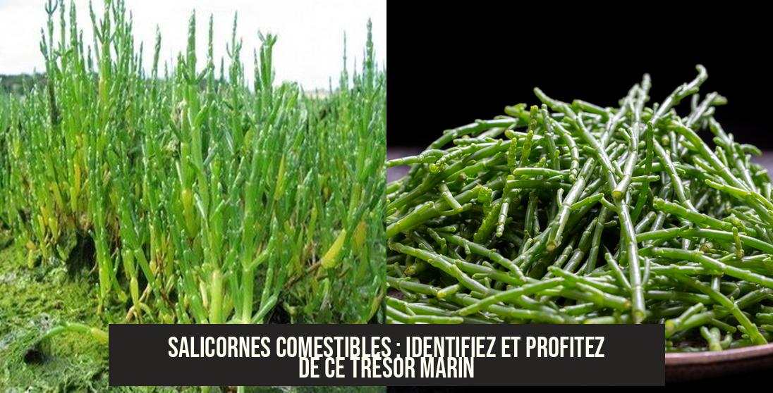 Salicornes comestibles : Identifiez et profitez de ce trésor marin ...