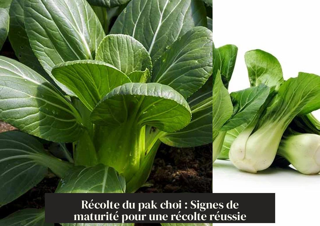 Récolte du pak choi : Signes de maturité pour une récolte réussie ...