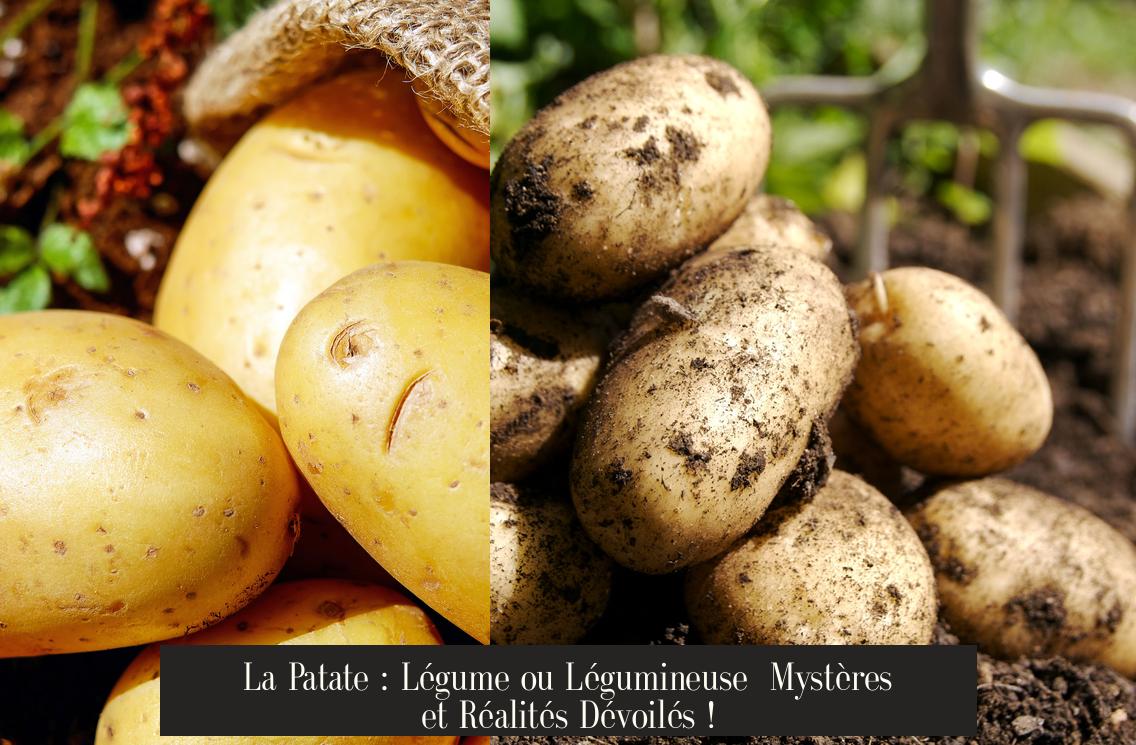 La Patate : Légume ou Légumineuse ? Mystères et Réalités Dévoilés ...