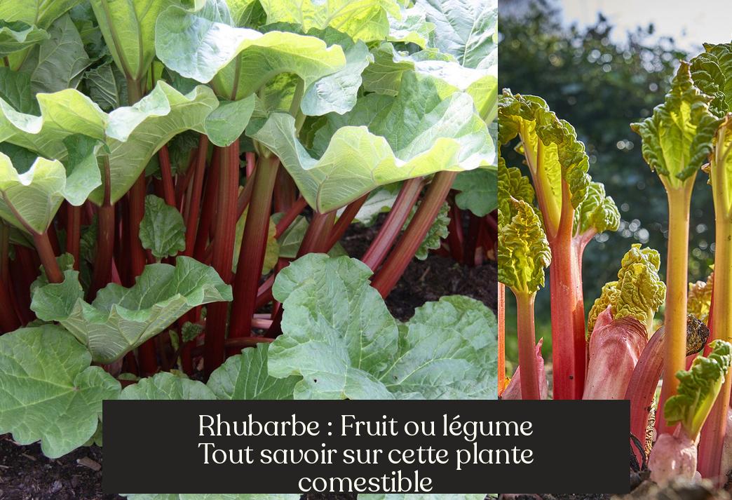 Rhubarbe : Fruit ou légume ? Tout savoir sur cette plante comestible ...