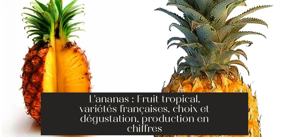 L'ananas : Fruit tropical, variétés françaises, choix et dégustation ...