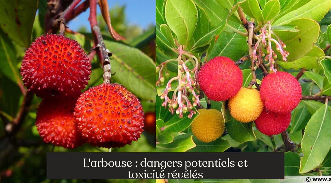 L'arbouse : dangers potentiels et toxicité révélés | Carrée | Recettes ...