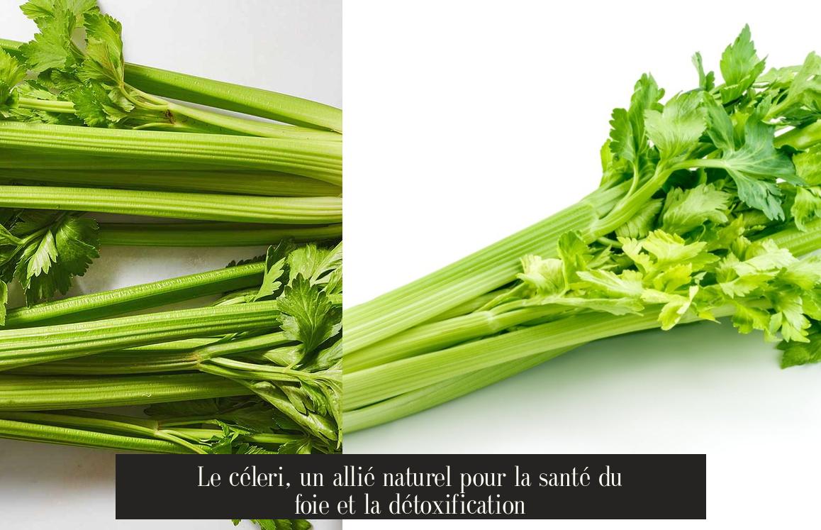 Le céleri, un allié naturel pour la santé du foie et la détoxification ...
