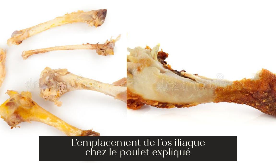 L'emplacement de l'os iliaque chez le poulet expliqué | Carrée ...