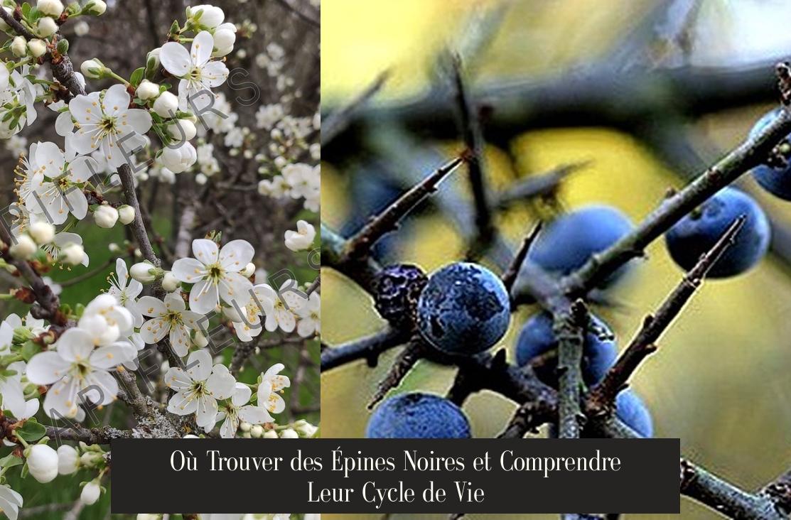 Où Trouver des Épines Noires et Comprendre Leur Cycle de Vie | Carrée ...
