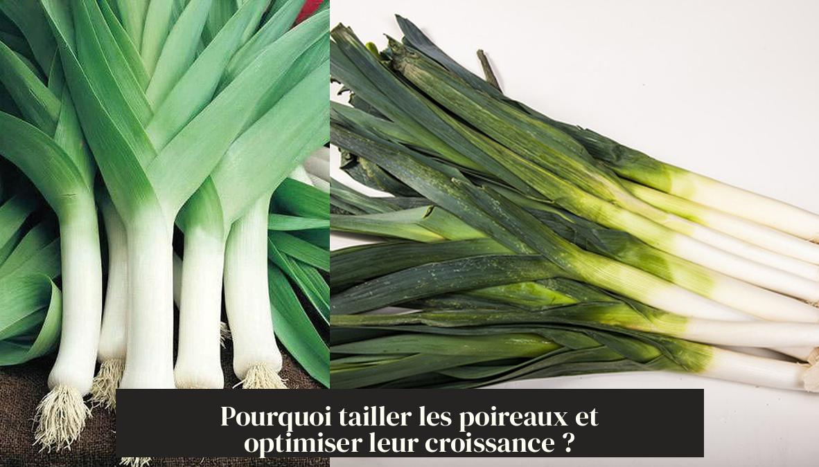 Faut Il Tailler Les Poireaux Pour Les Faire Grossir