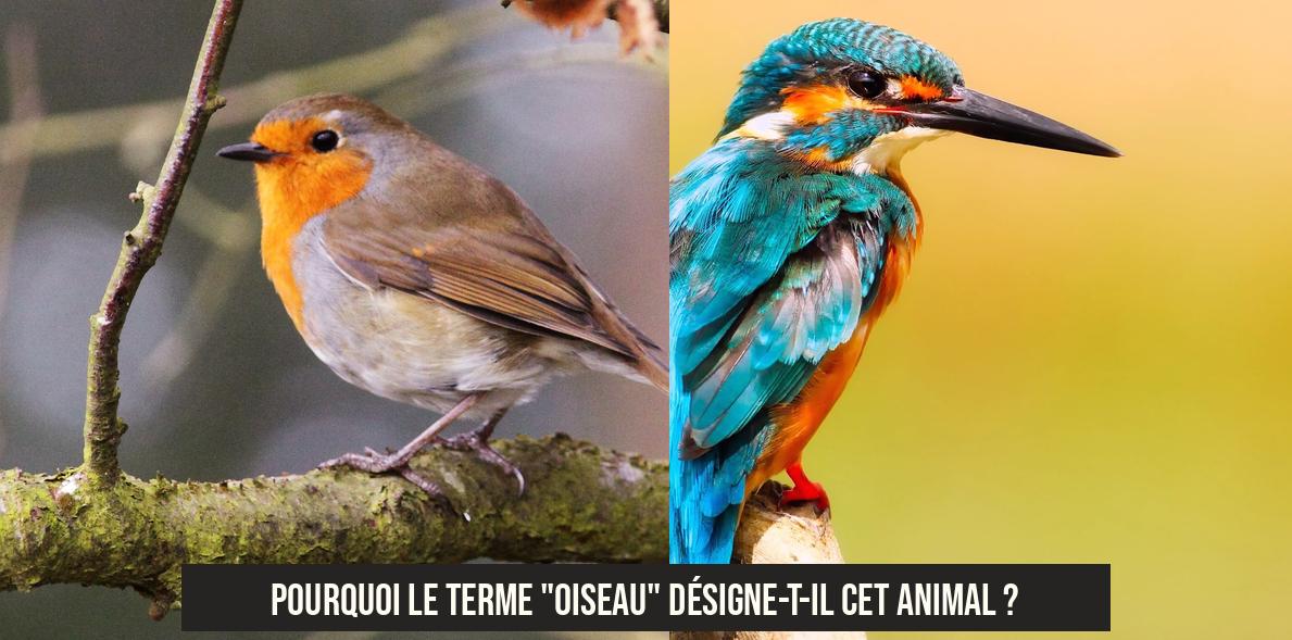 Pourquoi le terme "oiseau" désigne-t-il cet animal ? | Carrée ...