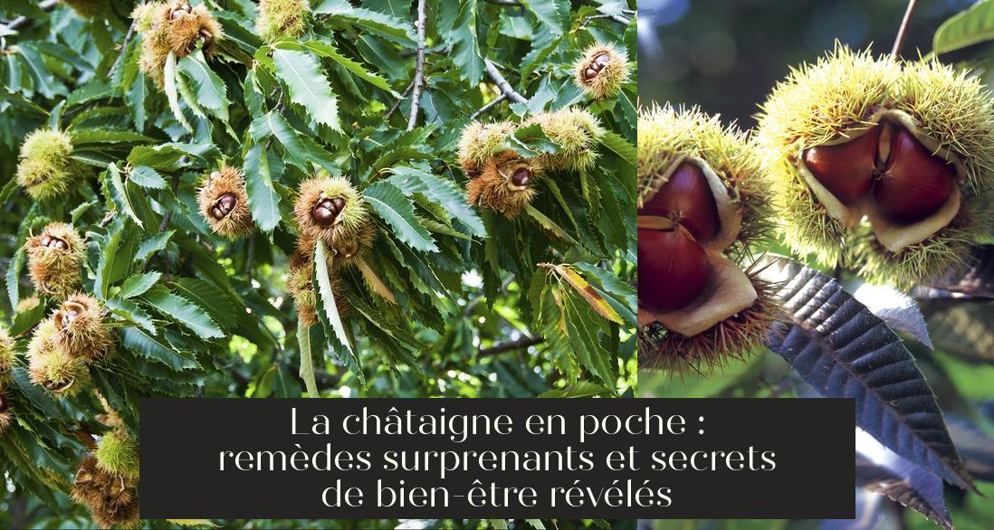La châtaigne en poche : remèdes surprenants et secrets de bien-être ...