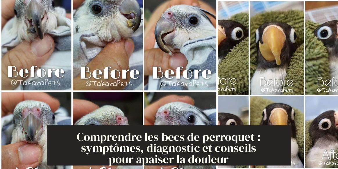 Comprendre les becs de perroquet : symptômes, diagnostic et conseils ...