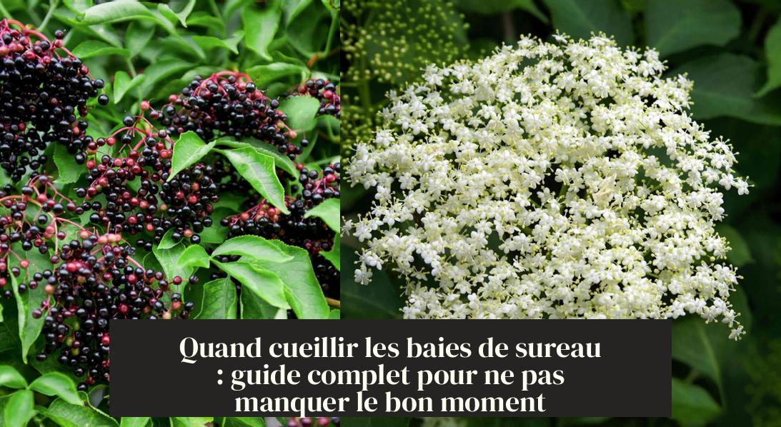 Quand cueillir les baies de sureau : guide complet pour ne pas manquer ...