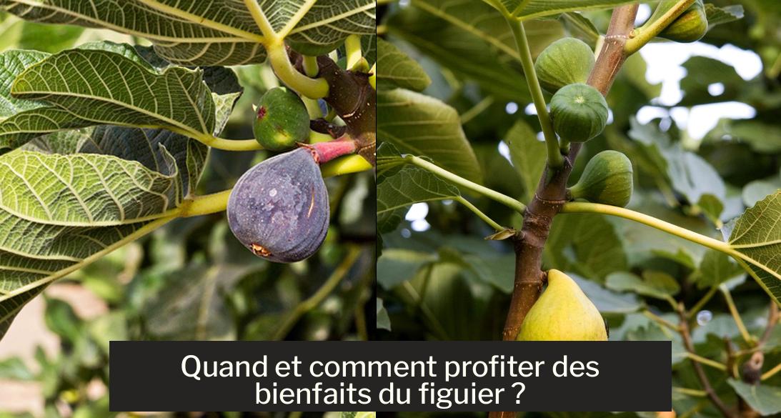Quand et comment profiter des bienfaits du figuier ? | Carrée ...