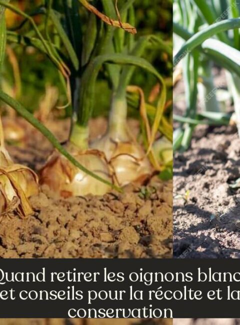 Faire rissoler des pommes de terre : étapes pour une recette parfaite ...