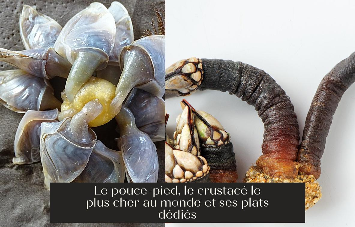 Le pouce-pied, le crustacé le plus cher au monde et ses plats dédiés ...