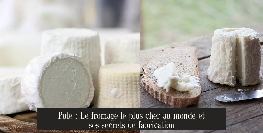Pule : Le fromage le plus cher au monde et ses secrets de fabrication ...