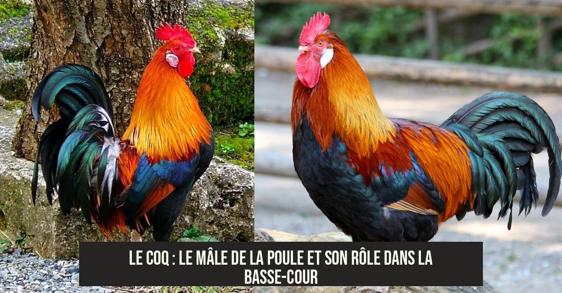 Le coq : le mâle de la poule et son rôle dans la basse-cour | Carrée ...