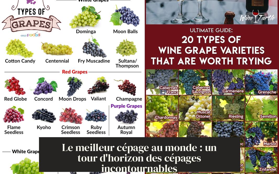 Le meilleur cépage au monde : un tour d'horizon des cépages ...
