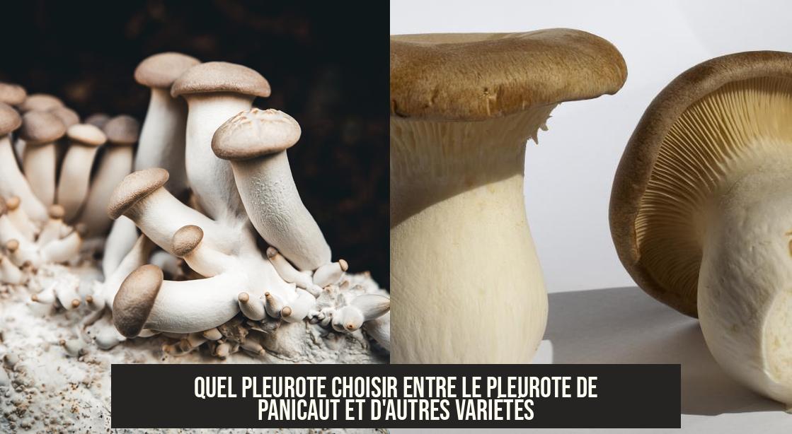 Quel pleurote choisir entre le pleurote de panicaut et d'autres ...