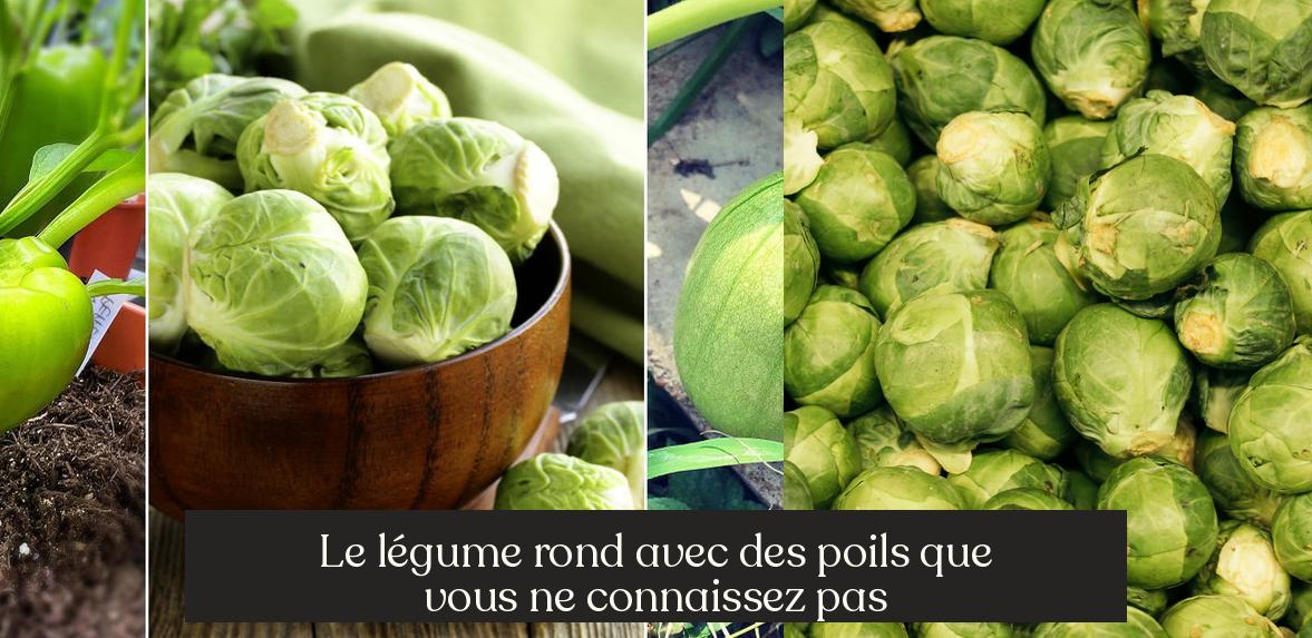 Le légume rond avec des poils que vous ne connaissez pas | Carrée ...