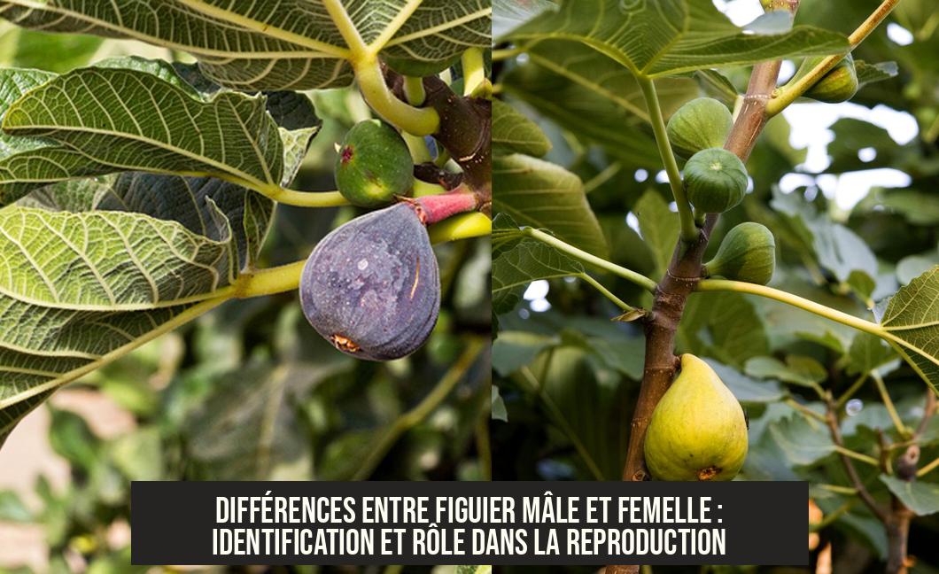 Différences entre figuier mâle et femelle : Identification et Rôle dans ...
