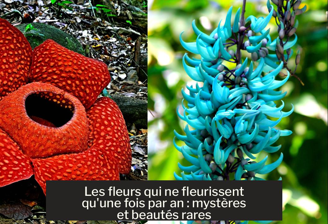 Les fleurs qui ne fleurissent qu'une fois par an : mystères et beautés ...