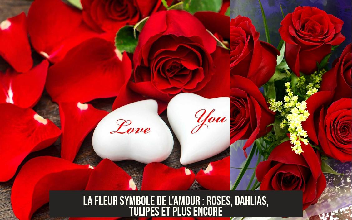 La fleur symbole de l'amour : roses, dahlias, tulipes et plus encore ...