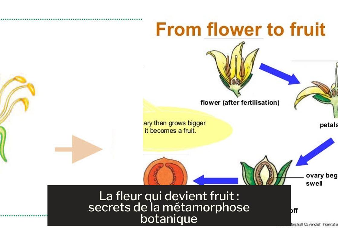 La fleur qui devient fruit : secrets de la métamorphose botanique ...