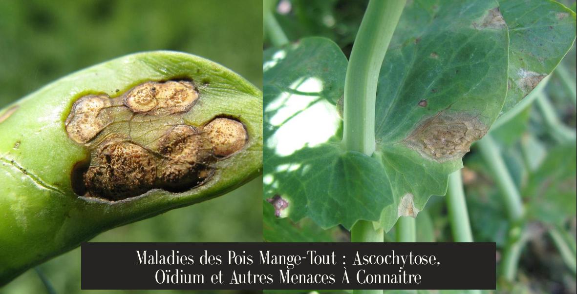 Maladies des Pois Mange-Tout : Ascochytose, Oïdium et Autres Menaces À ...
