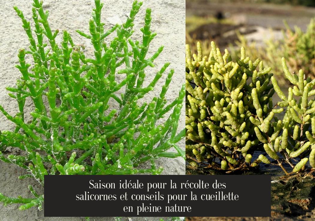 Saison idéale pour la récolte des salicornes et conseils pour la ...