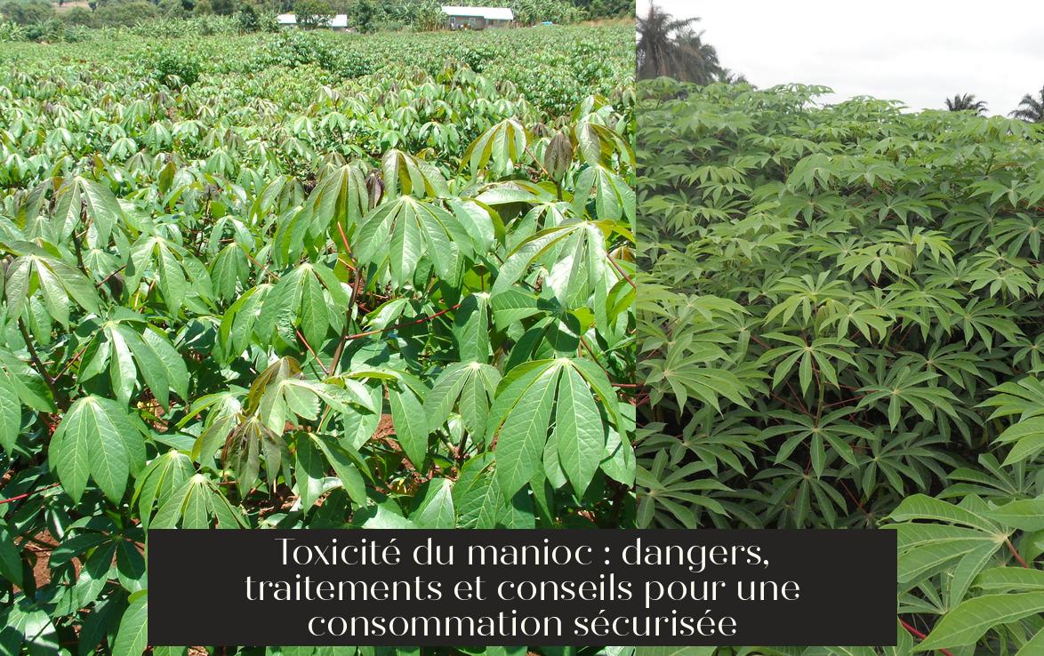 Toxicité du manioc : dangers, traitements et conseils pour une ...