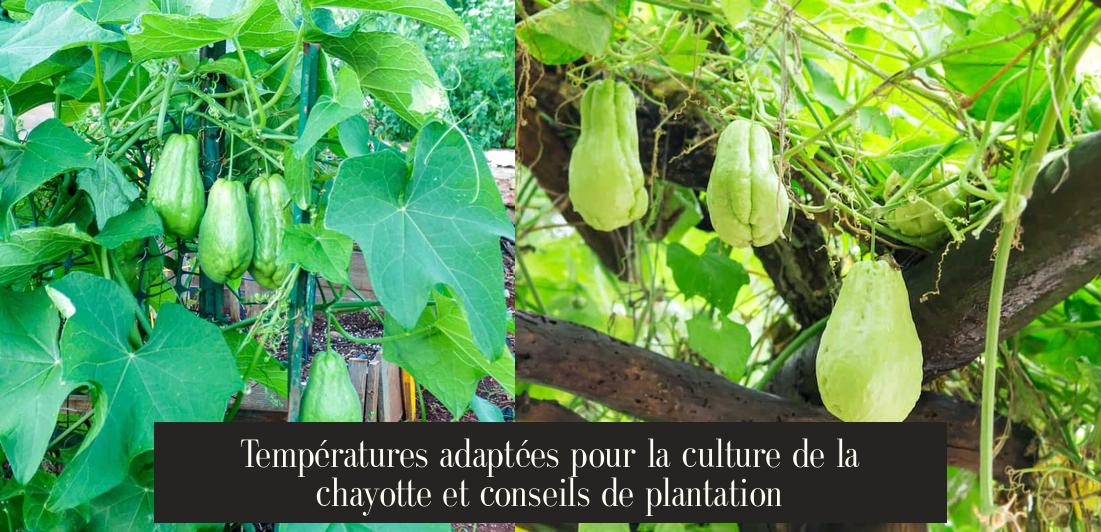 Températures adaptées pour la culture de la chayotte et conseils de ...