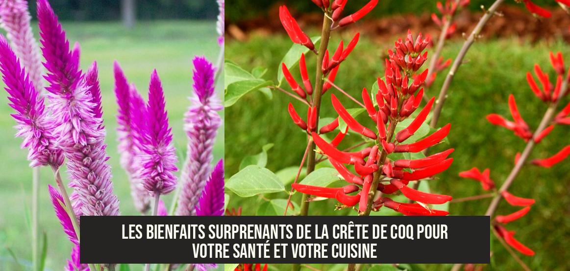 Les bienfaits surprenants de la crête de coq pour votre santé et votre ...